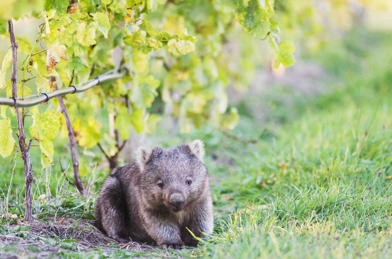 Bangor Wine & Wombats Tour - SOLD OUT – Bangor Vineyard Shed